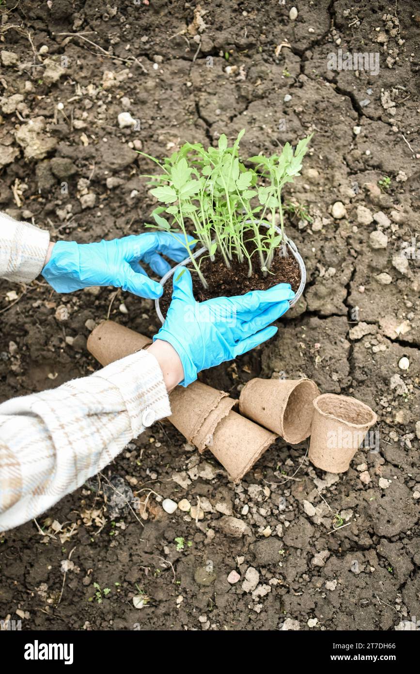 Planting small tomatoes into separate bowls Stock Photo - Alamy
