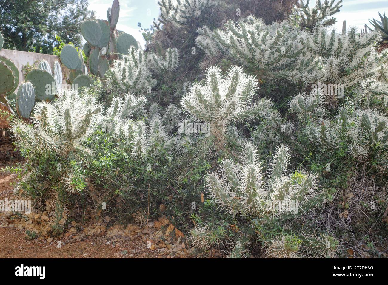 Mallorca, Spain - Nov 1, 2023: Cacti and exotic plant species at the ...