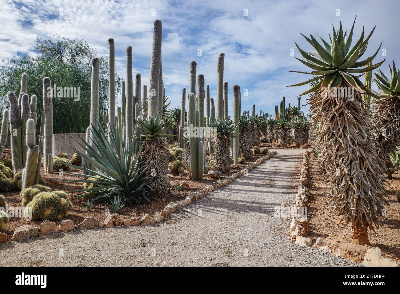 Mallorca, Spain - Nov 1, 2023: Cacti and exotic plant species at the ...