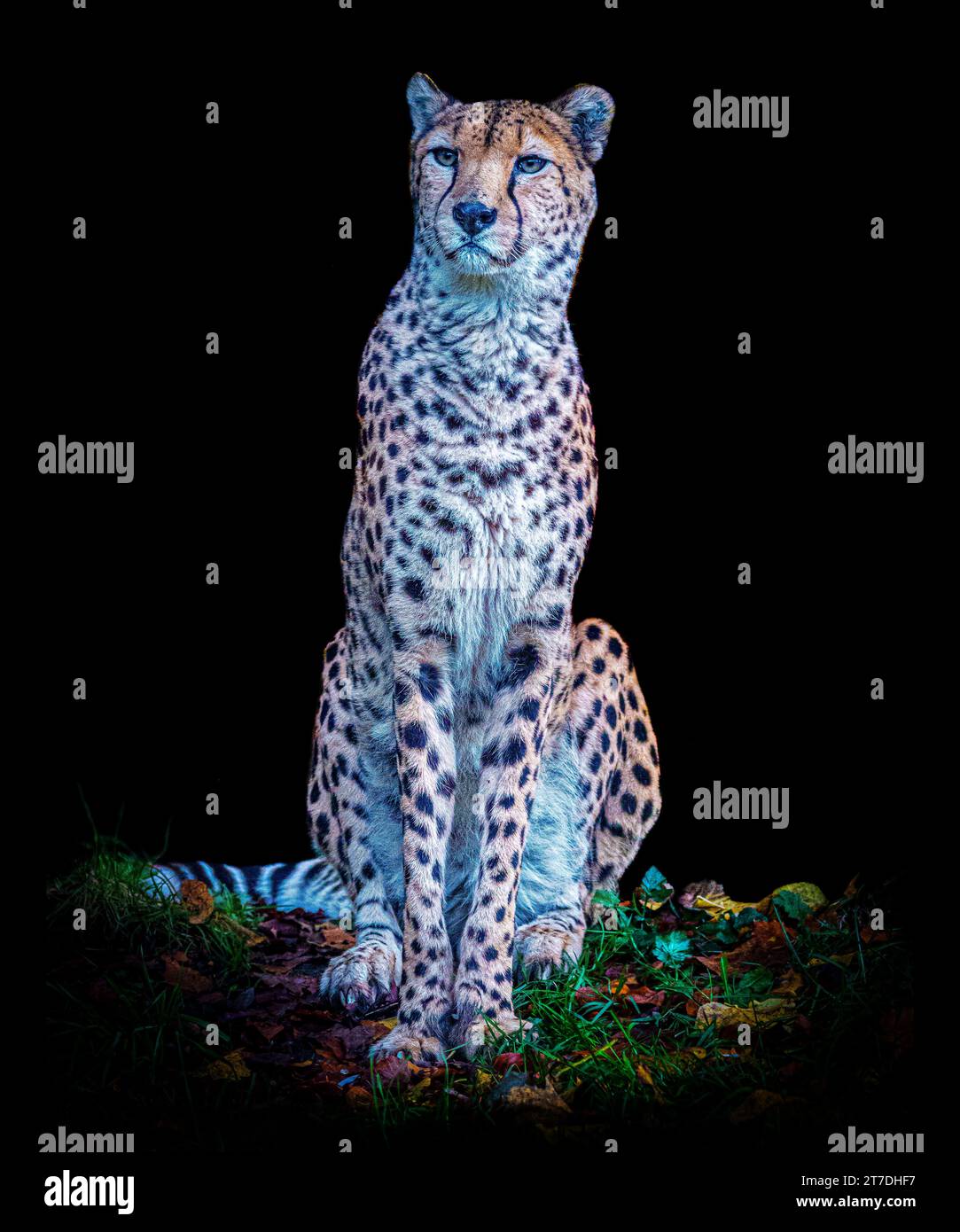 The cheetah sits majestic CHESTER ZOO, ENGLAND STUNNING IMAGES of big ...