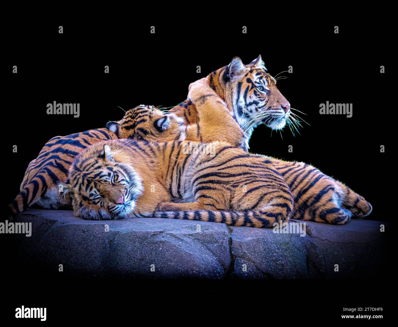The tiger cubs and mum in a cuddle CHESTER ZOO, ENGLAND STUNNING IMAGES ...