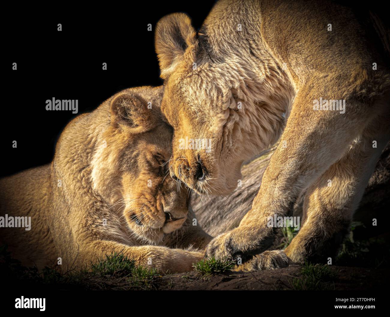 Lions share a tender moment CHESTER ZOO, ENGLAND STUNNING IMAGES of big ...