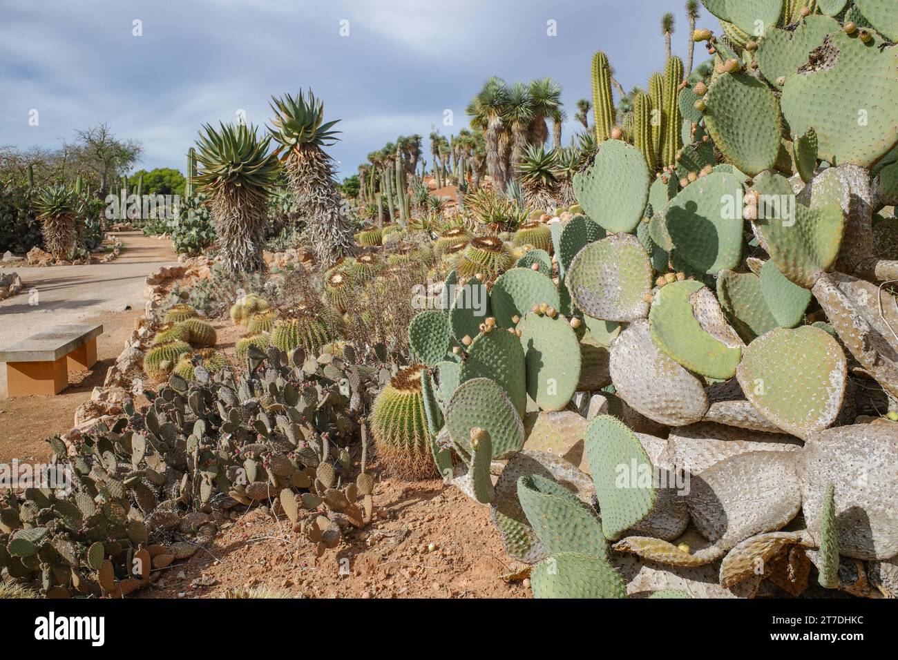 Mallorca, Spain - Nov 1, 2023: Cacti and exotic plant species at the ...