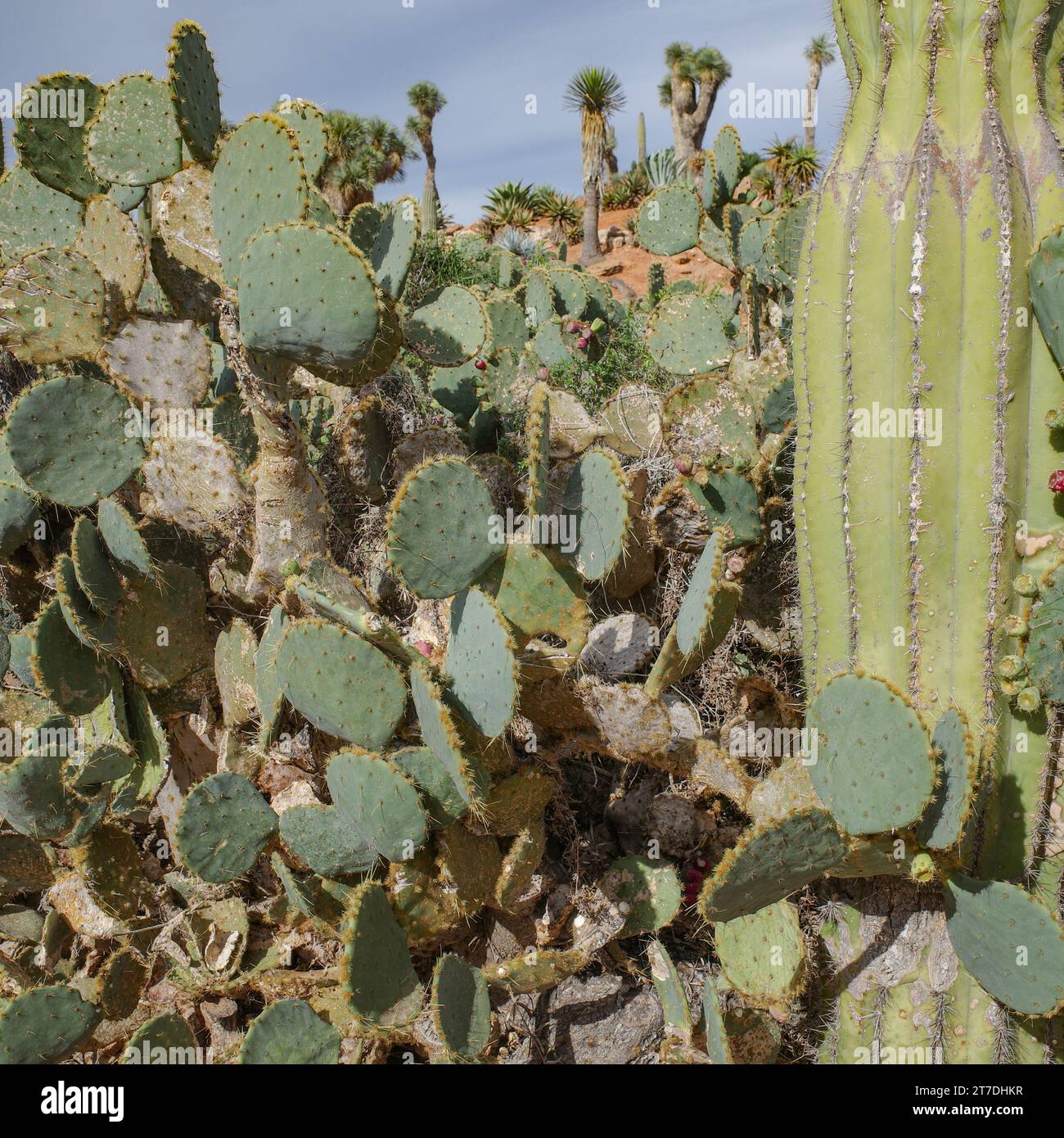 Mallorca, Spain - Nov 1, 2023: Cacti and exotic plant species at the ...