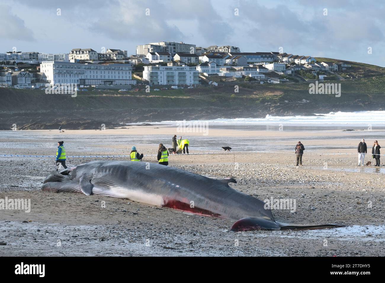 Newquay, Cornwall, UK. 15th November, 2023. The sad sight of a 16 metre ...