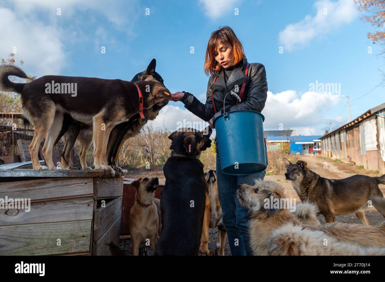 Dog at the shelter. Animal shelter volunteer takes care of dogs. Animal ...
