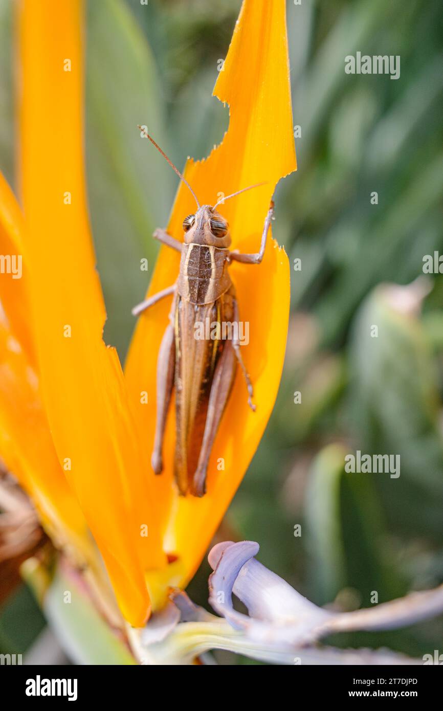 Mallorca, Spain - 1 Nov, 2023: A cricket sites between leaves of an ...