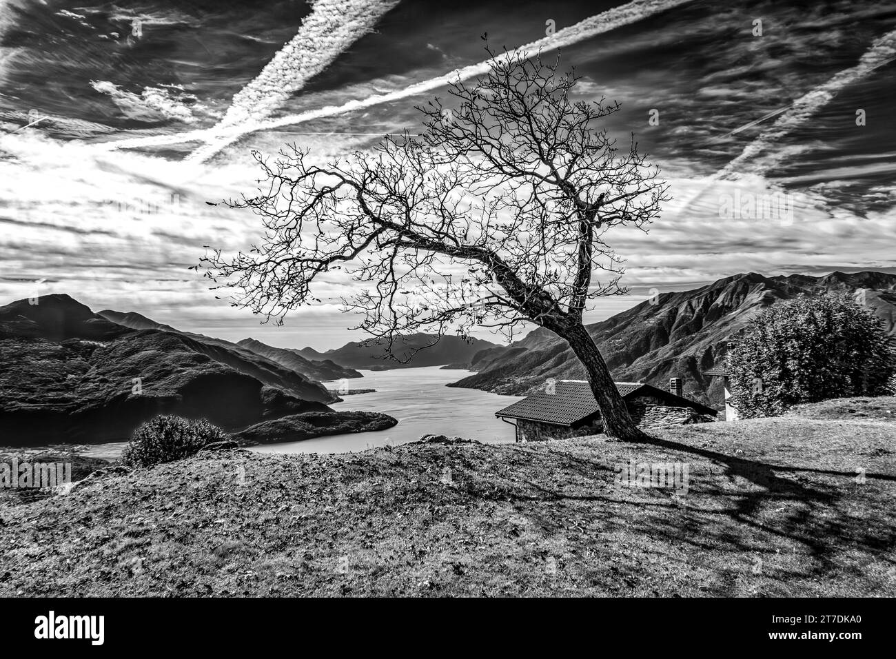 Lonely tree on Lake Como alps in black and white Stock Photo - Alamy