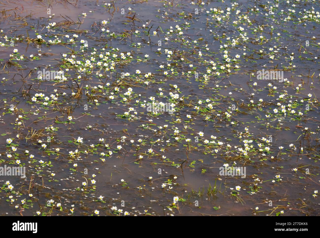 Common water-crowfoot (Rununculus aquatilis) an aquatic growing in a ...