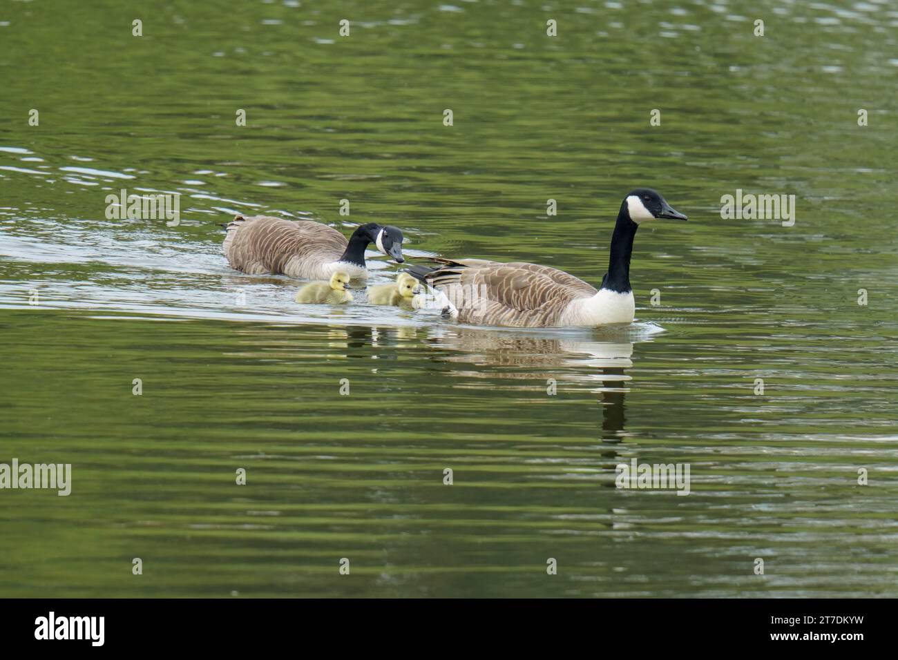 Male and Female Canada goose (Branta canadensis) with 3 recently ...