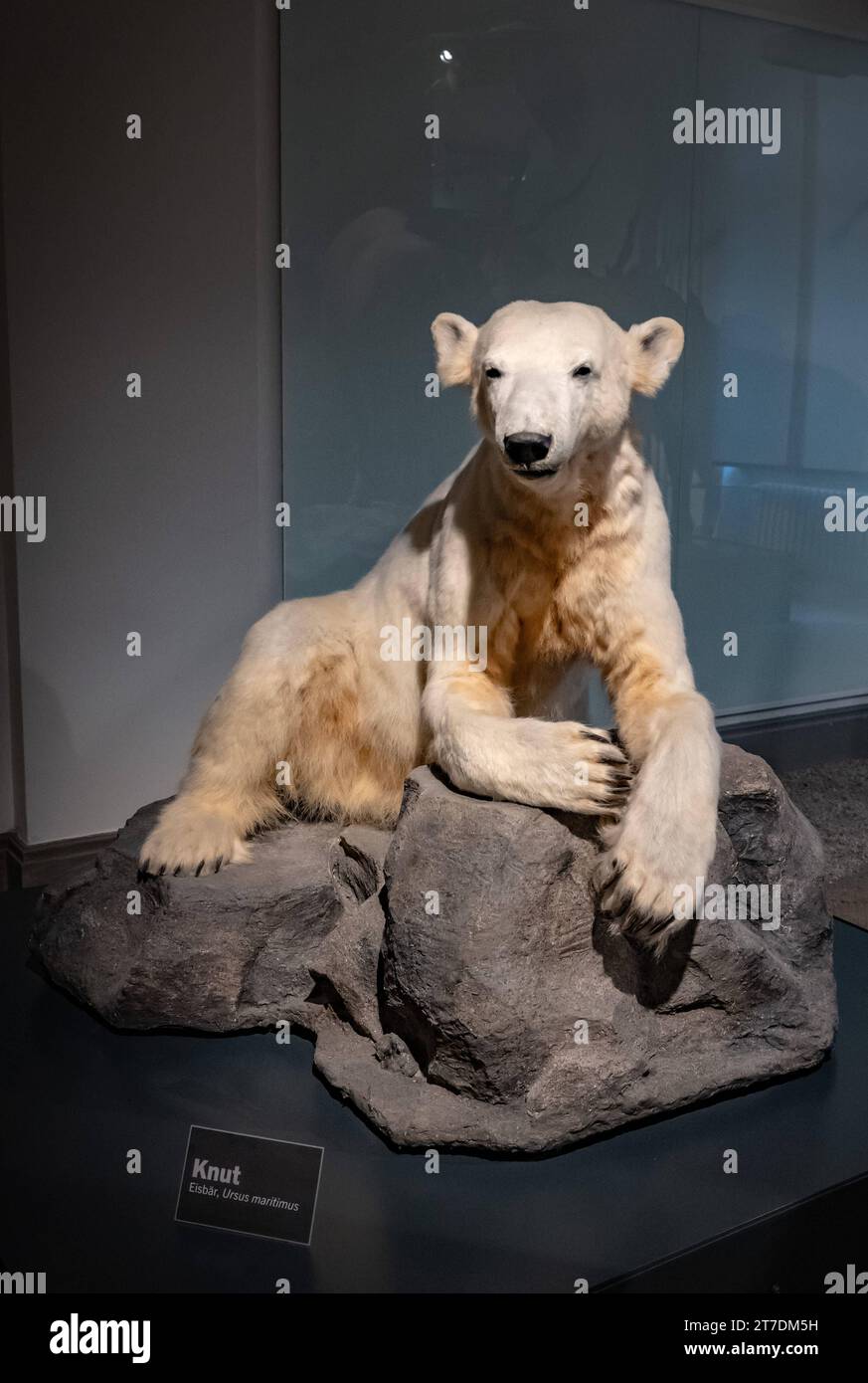 Berlin Mitte, Museum für Naturkunde, Naturkundemuseum, Invalidenstraße ...