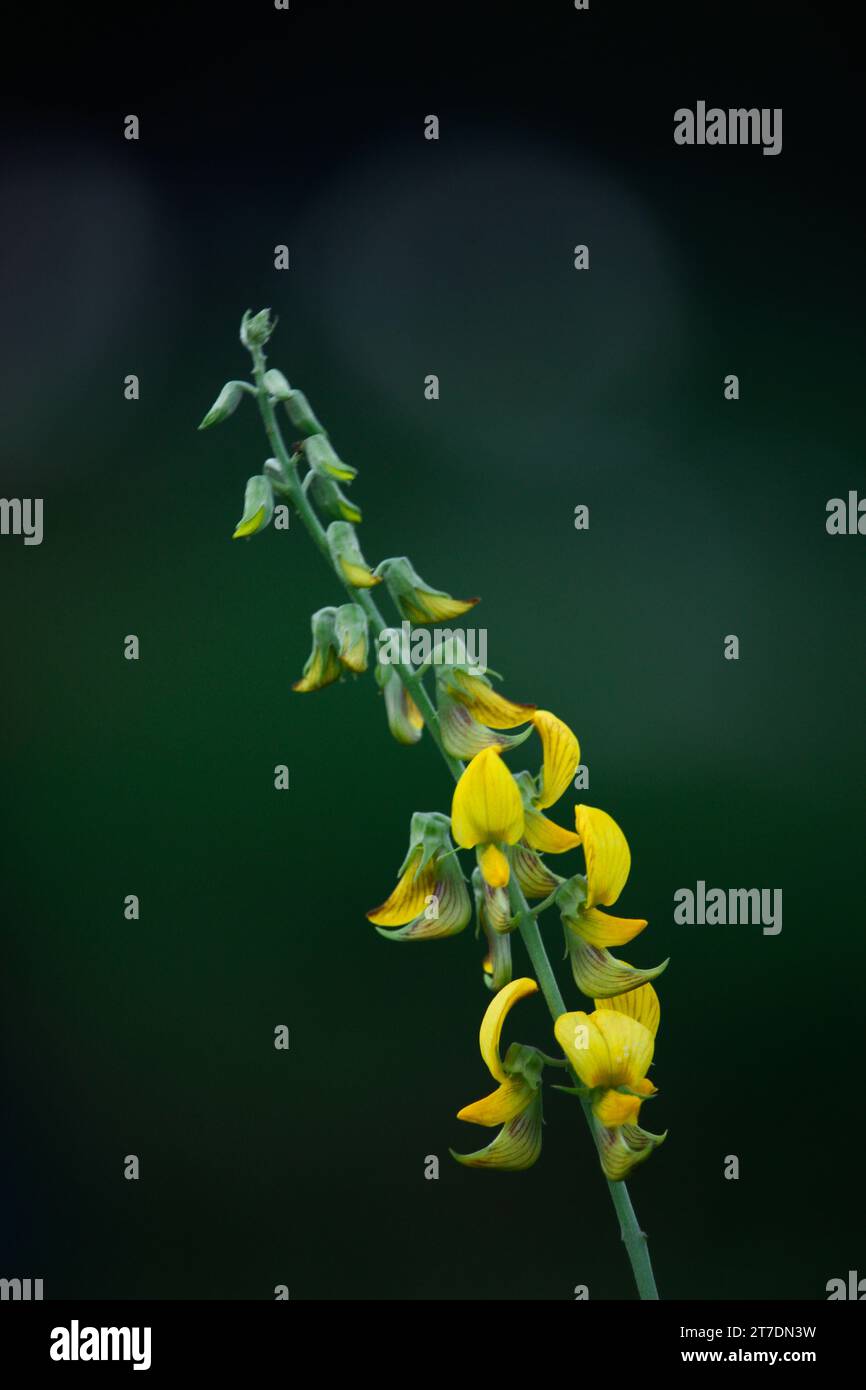 Chiplin hi-res stock photography and images - Alamy