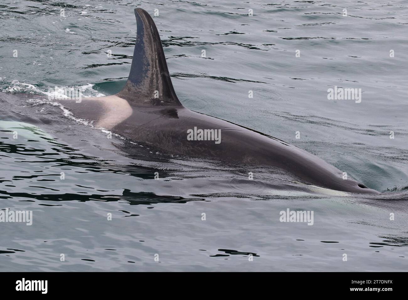 Orca dorsal fin up close hi-res stock photography and images - Alamy