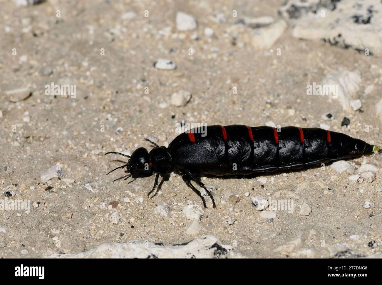 Red-striped Oil Beetle Stock Photo - Alamy