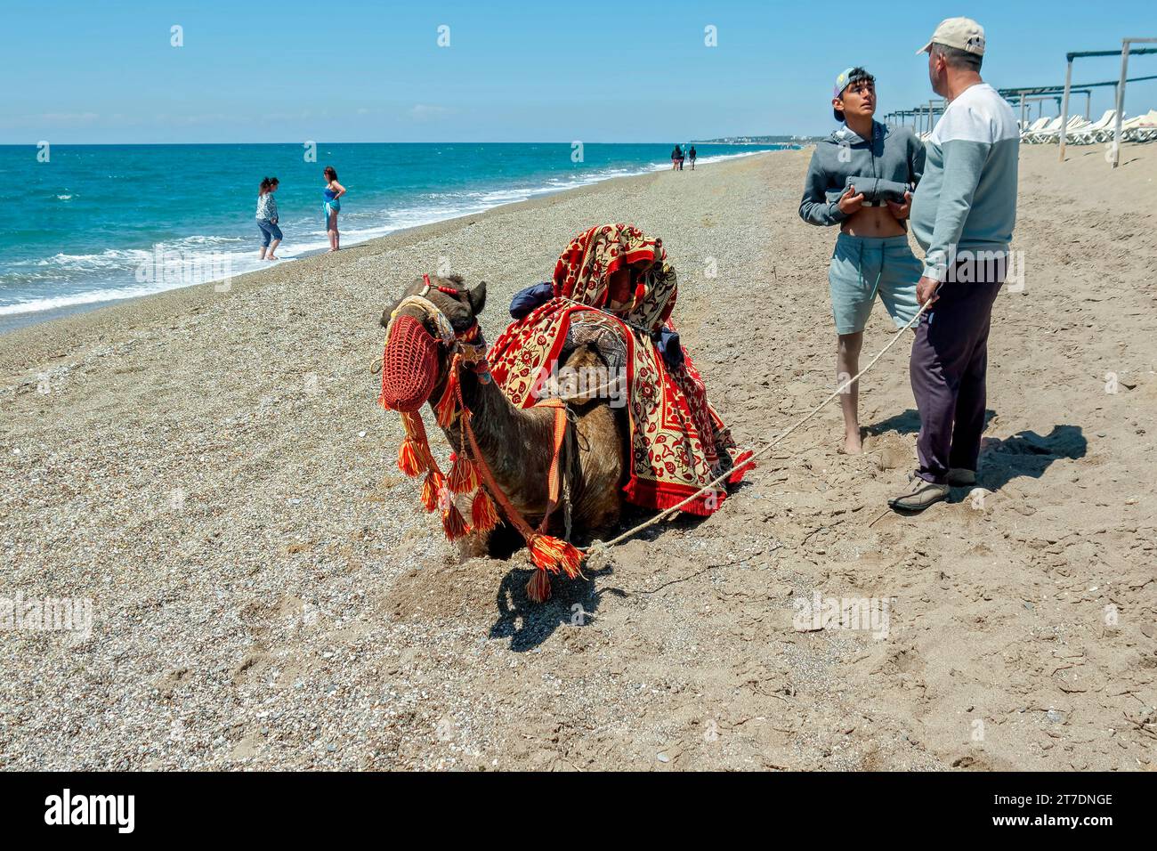 Camel ride on the beach hi-res stock photography and images - Alamy