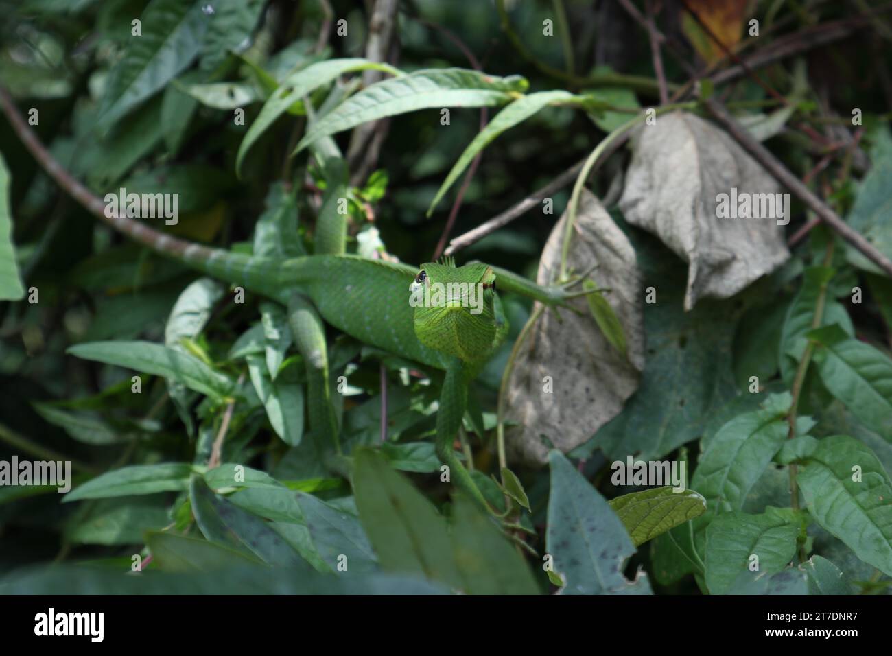 Curious faced lizard hi-res stock photography and images - Alamy