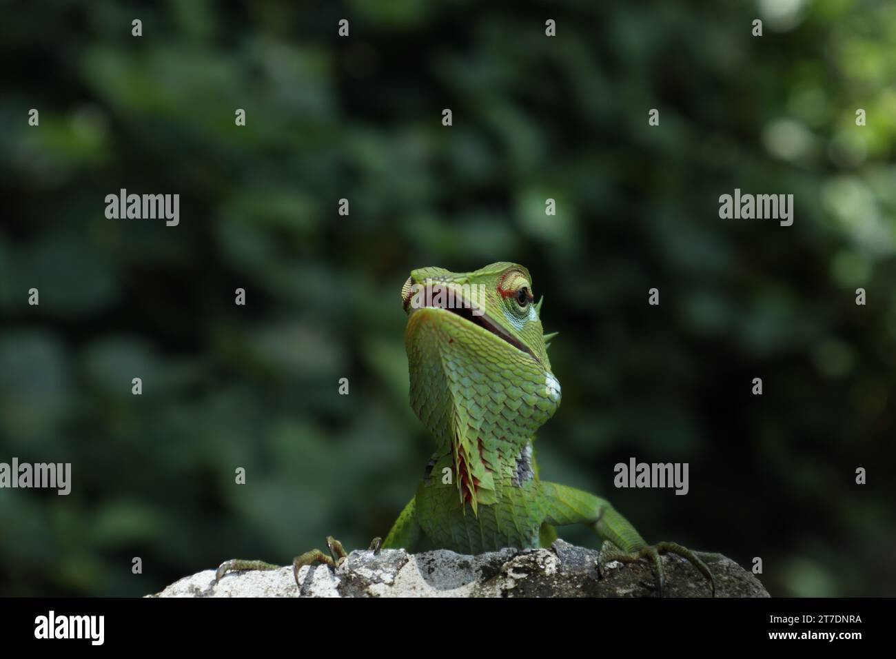 View from the front, the cute face of a common green forest lizard ...