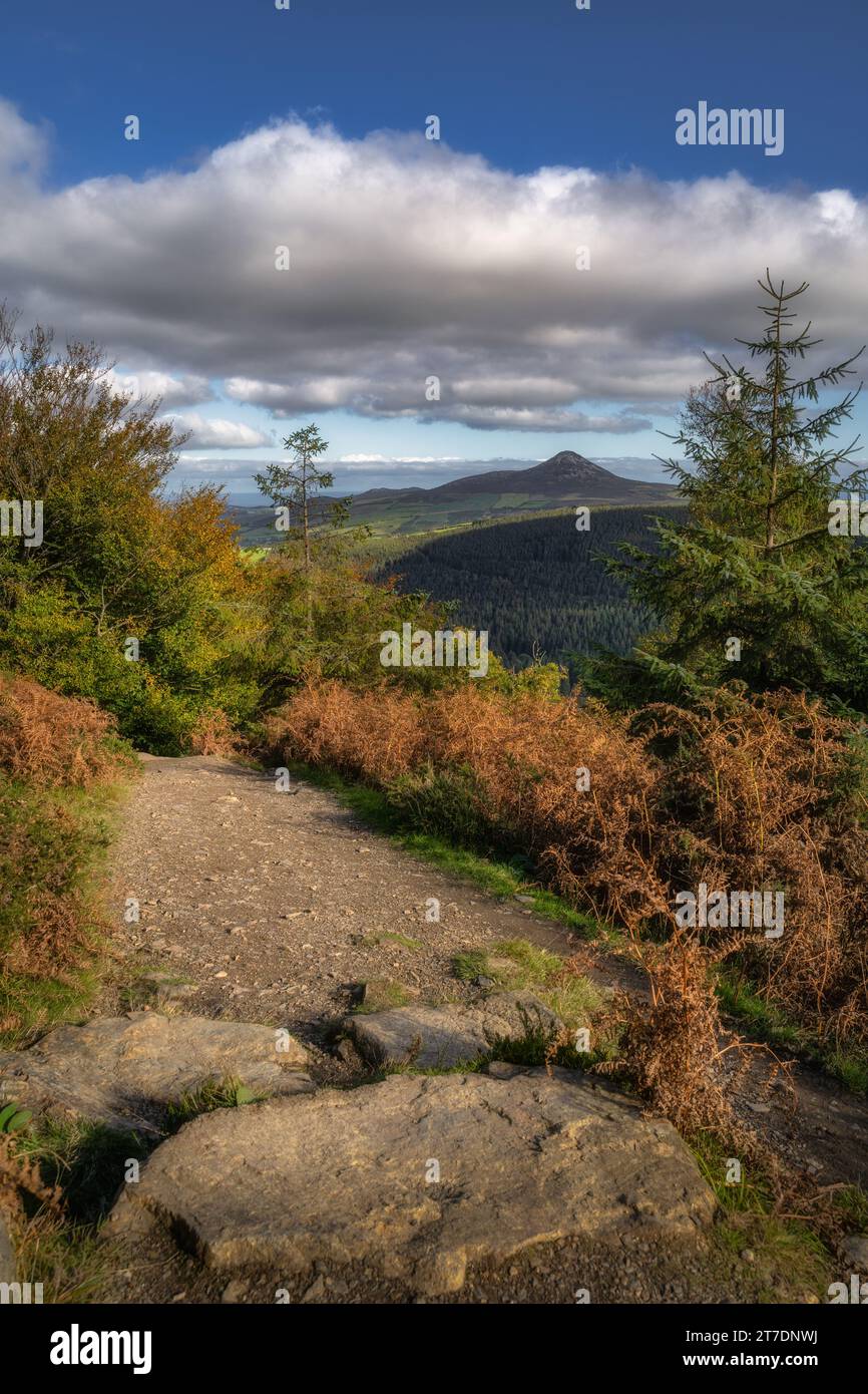 Hiking in Wicklow Mountains, footpath leading through ferns and forest ...