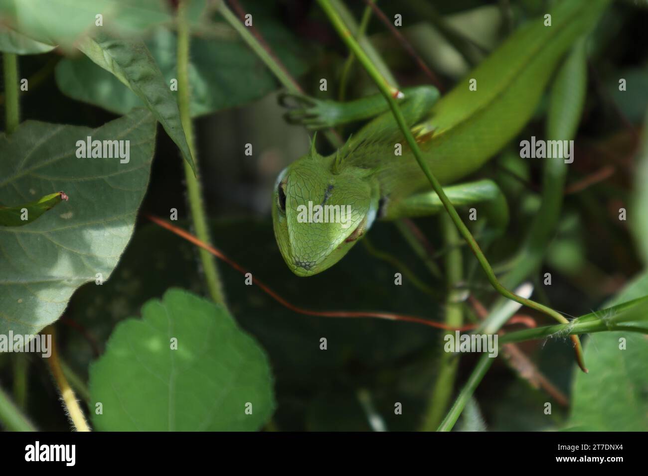 Lizard overhead dorsal view hi-res stock photography and images - Alamy