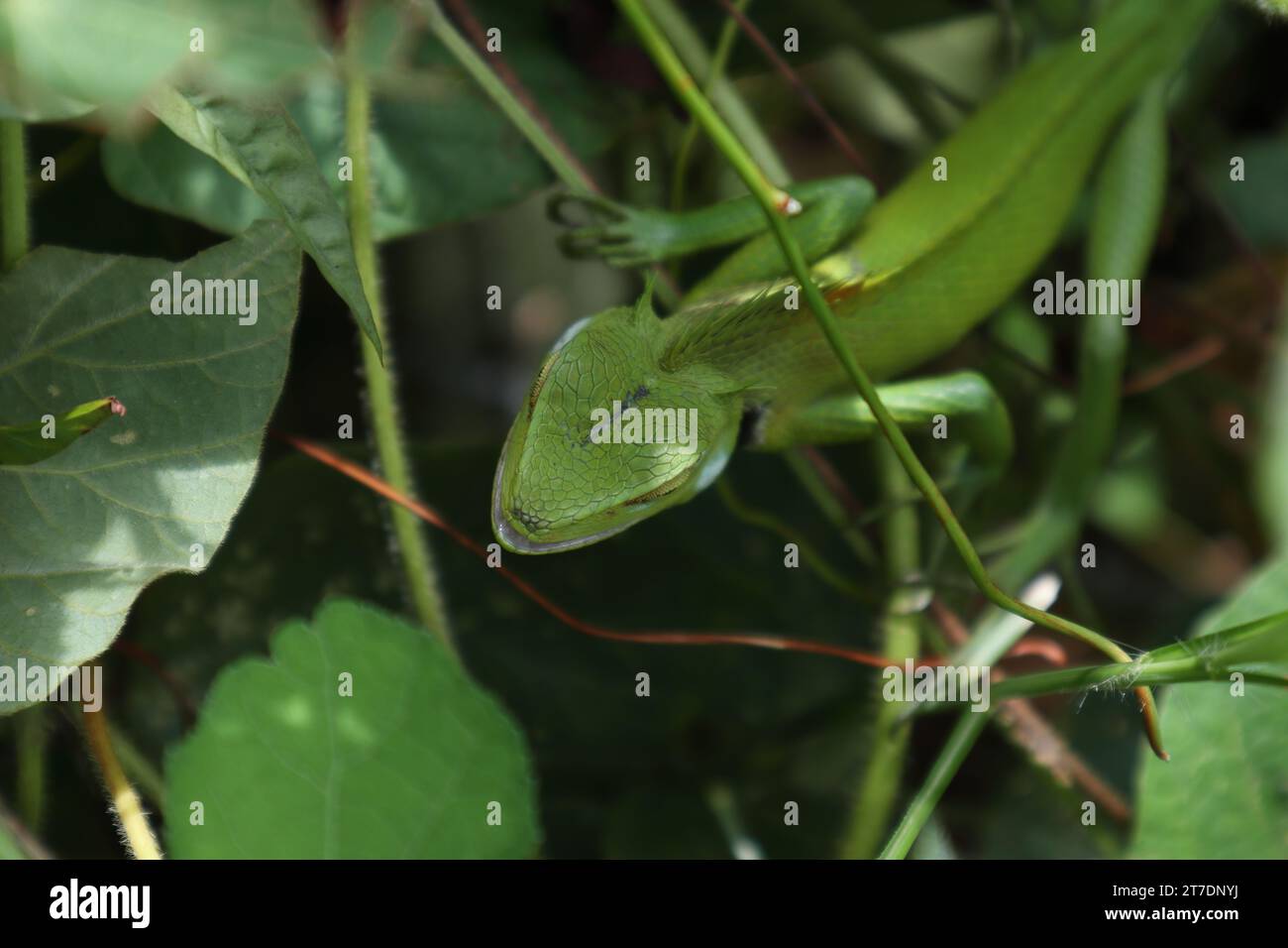 Dorsal top view of a concave forehead of a common green forest lizard ...