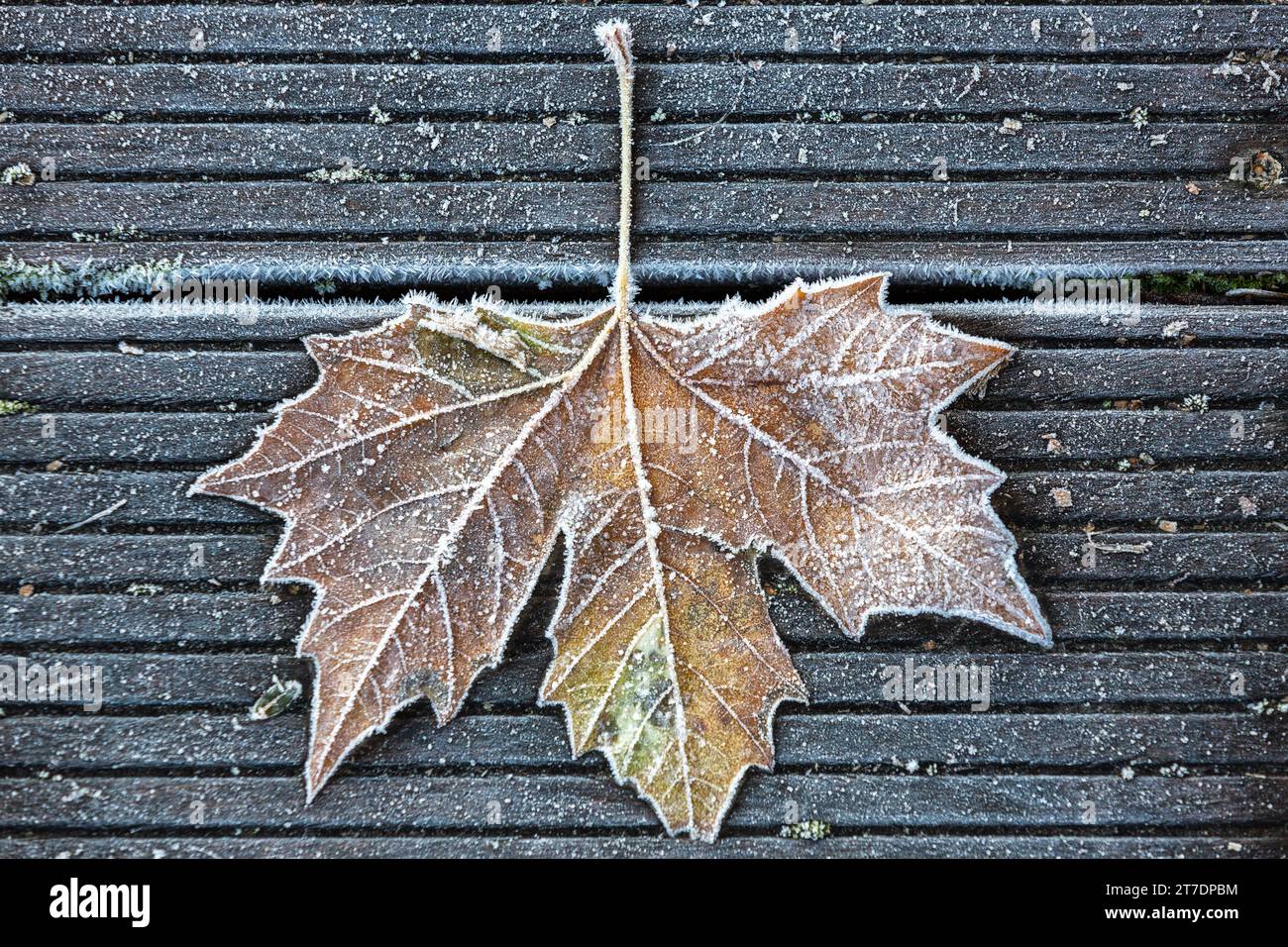 Frost on maple leaf hi-res stock photography and images - Alamy