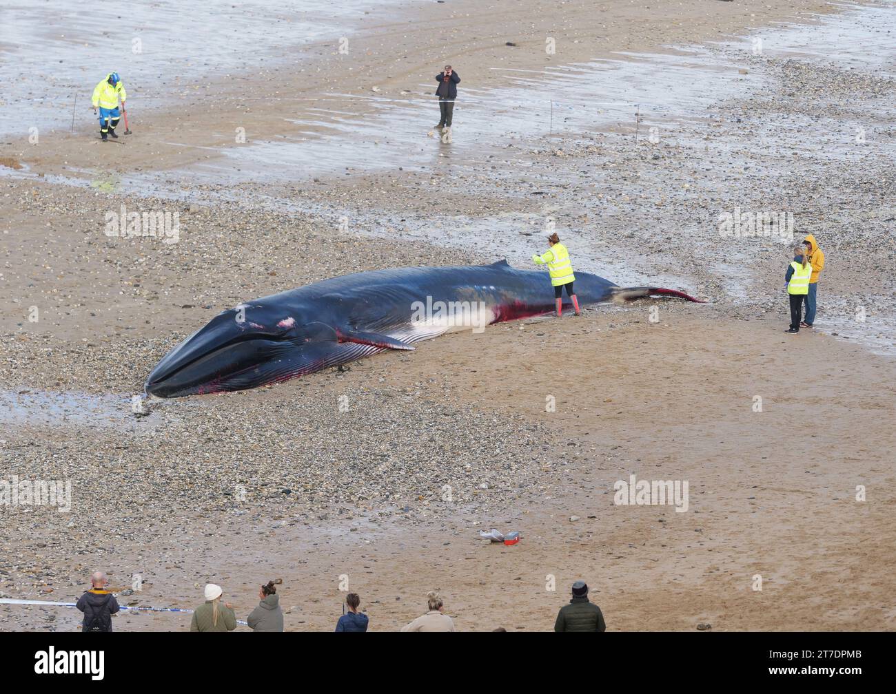 Stranding team hi-res stock photography and images - Alamy