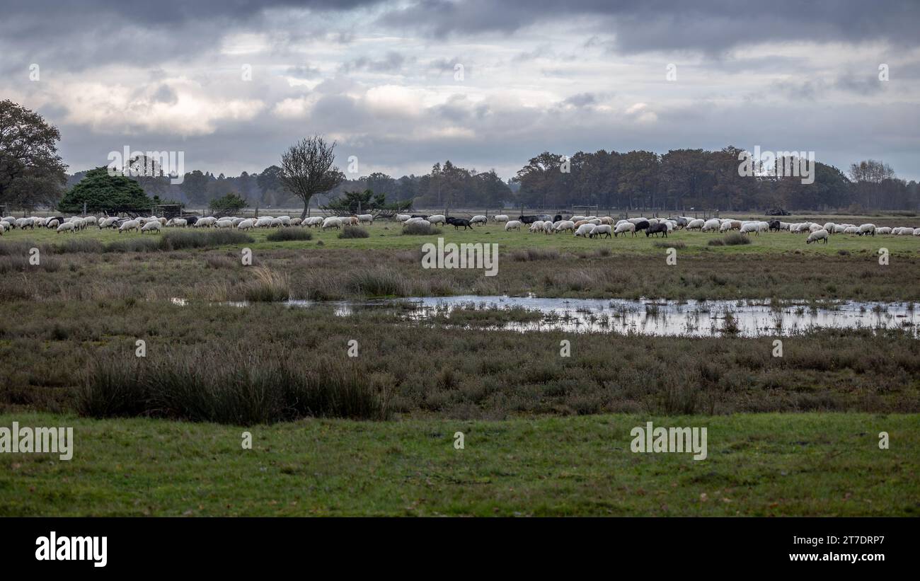 A flock of Drenthe Heath sheep, walking and grazing through the ...