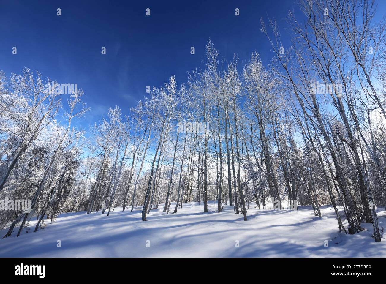 Magic top winter trees hi-res stock photography and images - Alamy