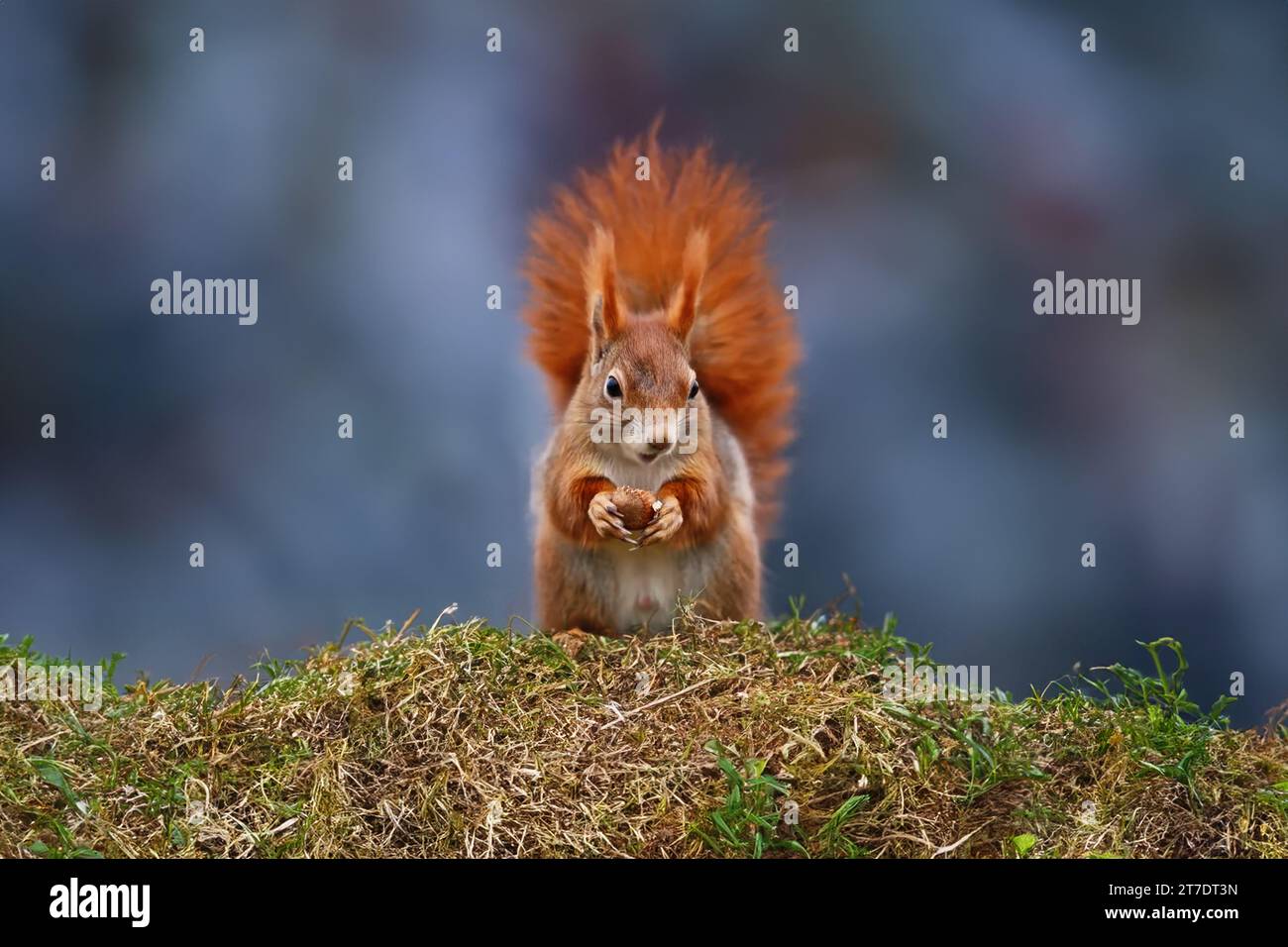 Red squirrel in the forest Stock Photo - Alamy