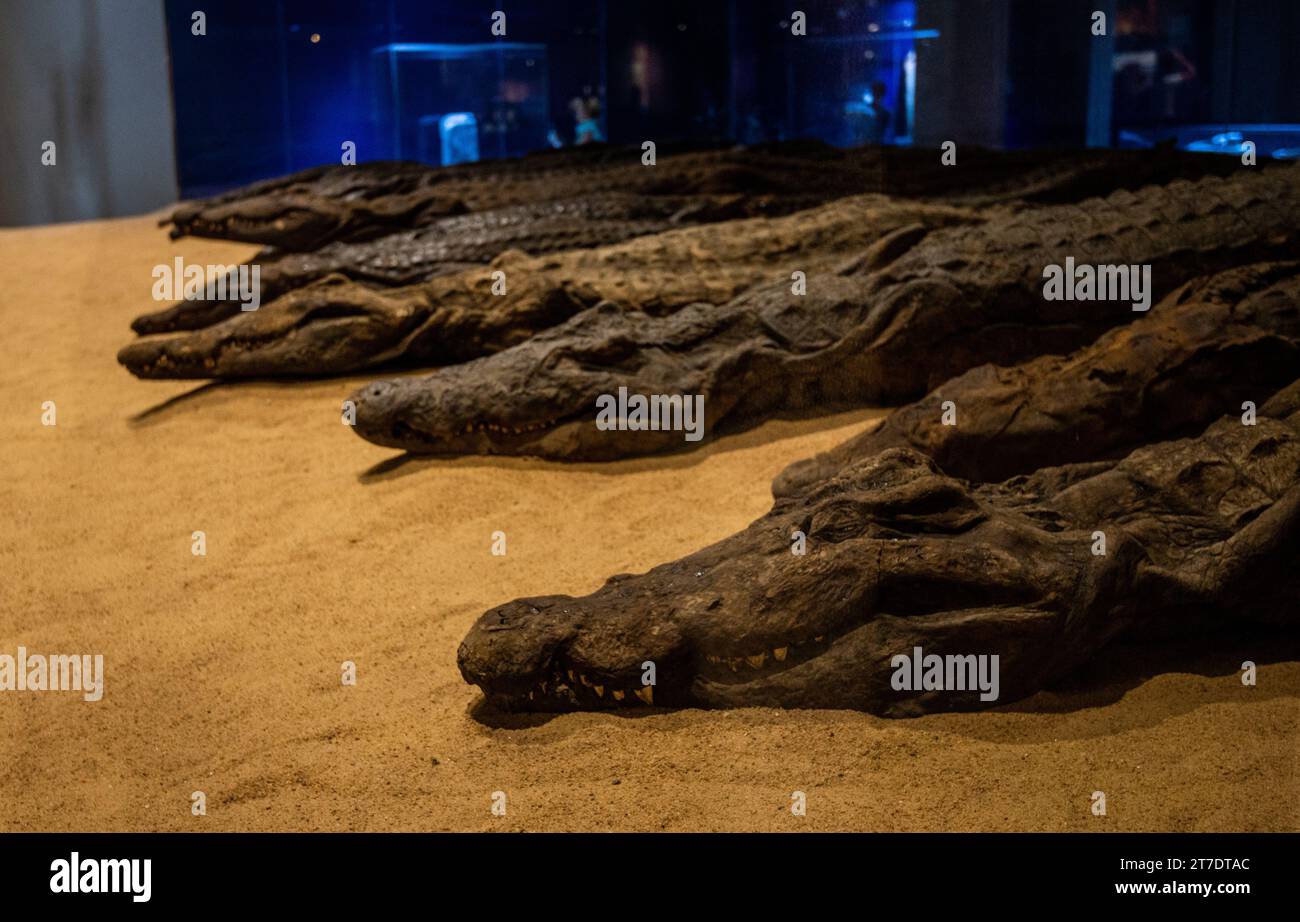 Mummified Nile crocodiles in the Crocodile Museum located near the Kom ...