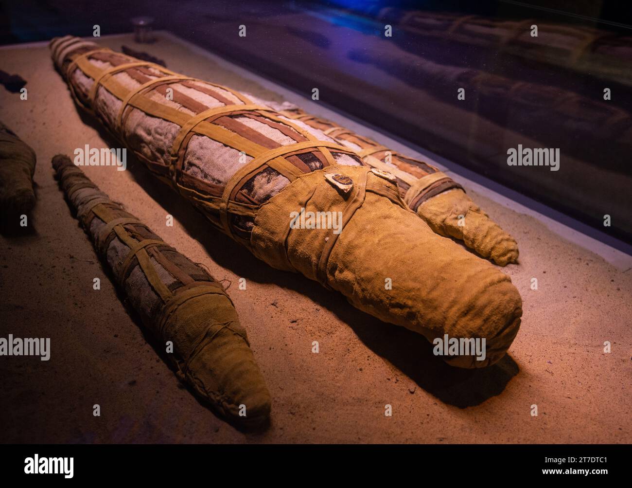 Mummified Nile crocodiles in the Crocodile Museum located near the Kom ...