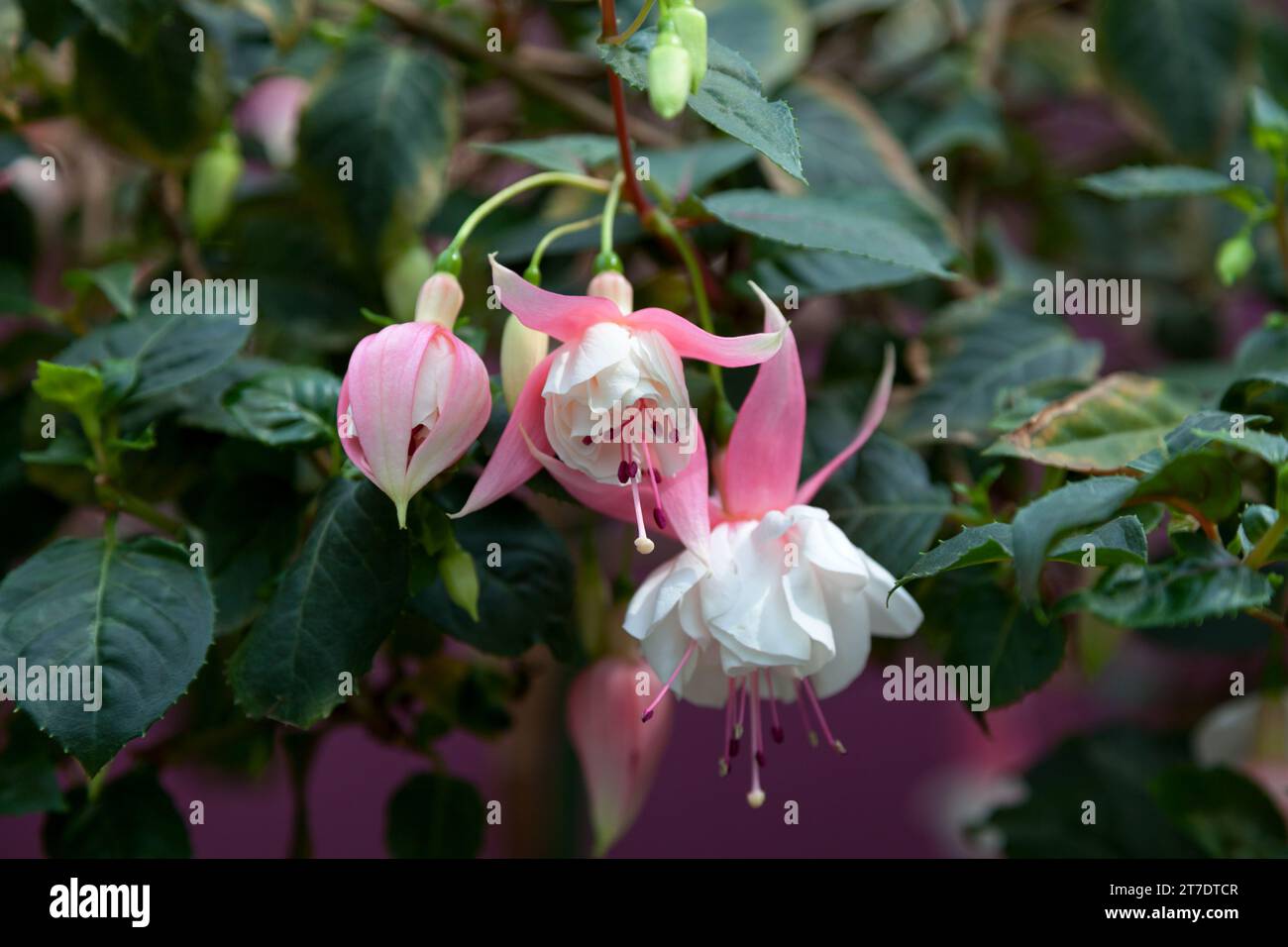 Fuchsia is a genus of flowering plants that consists mostly of shrubs ...