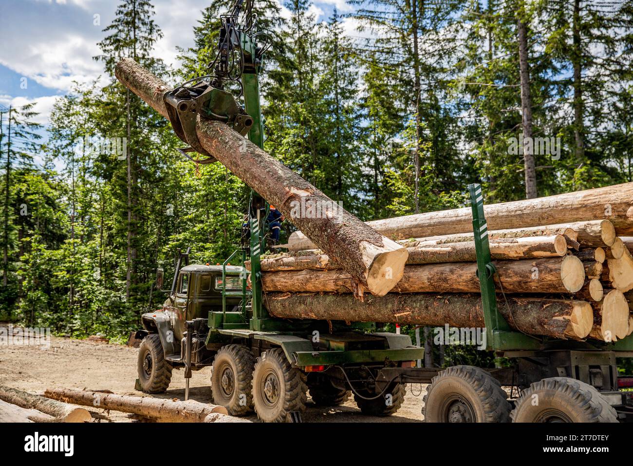 Lumberjack with modern harvester working in a forest. Wheel-mounted ...