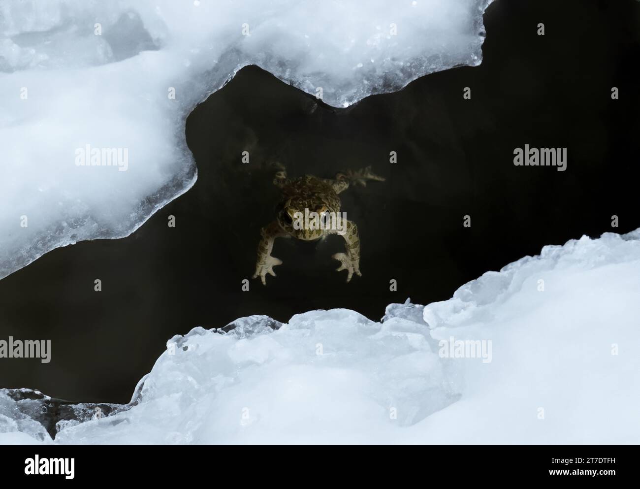 Frog emerges from frozen lake Stock Photo - Alamy