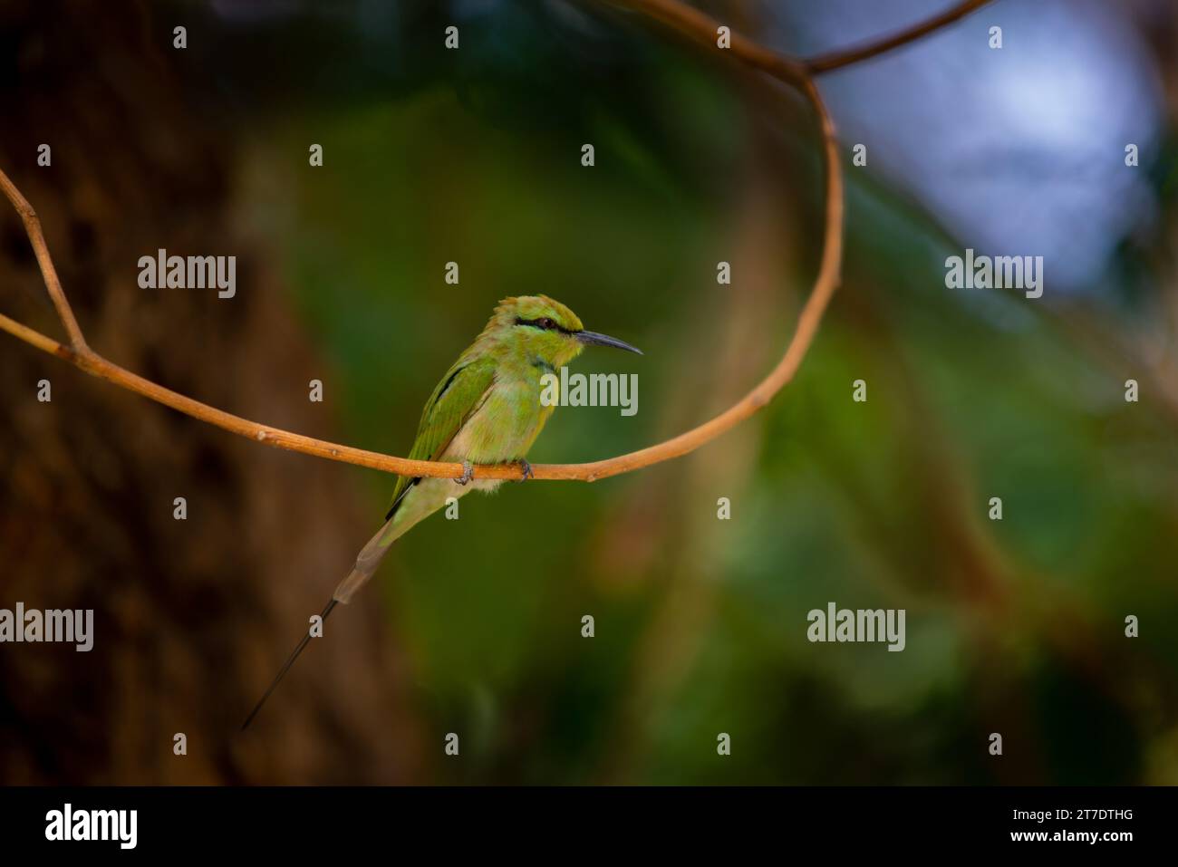 'Cleopatra' African Green Bee Eater Stock Photo - Alamy