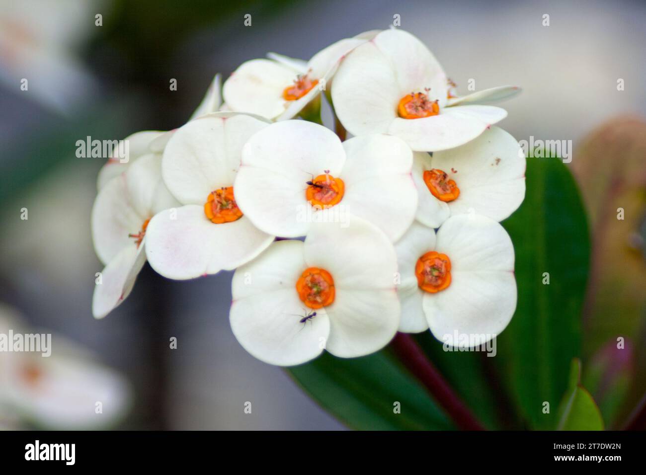 Euphorbia milii (crown of thorns, Christ plant, Christ thorn) is a ...