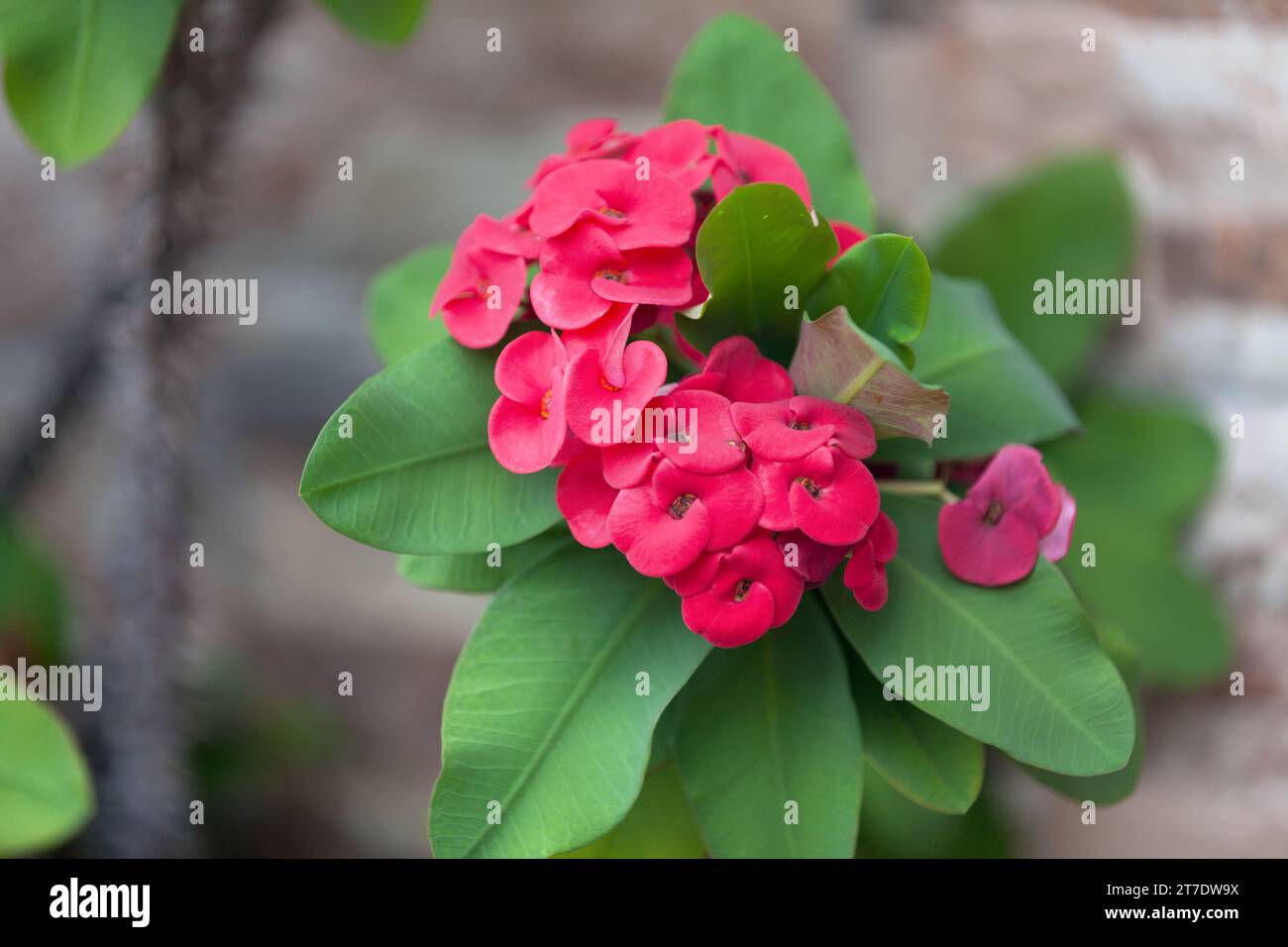 Close up on the red Euphorbia milii (crown of thorns, Christ plant ...