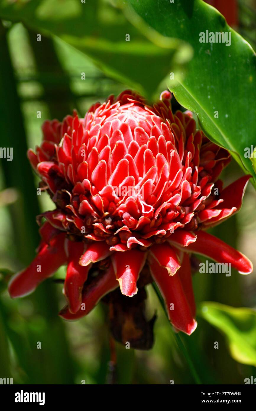 Etlingera elatior (also known as torch ginger, ginger flower, red ...