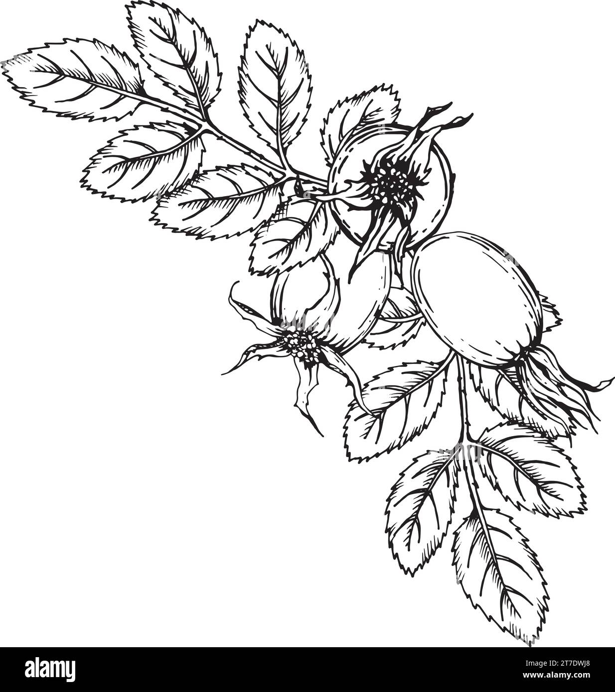 Graphic illustration of rosehip. Vector monochrome clip art of Wild ...