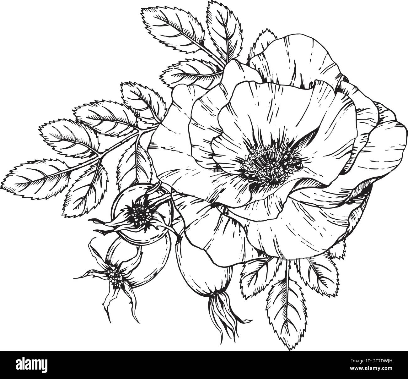 Graphic illustration of rosehip. Vector monochrome clip art of Wild ...