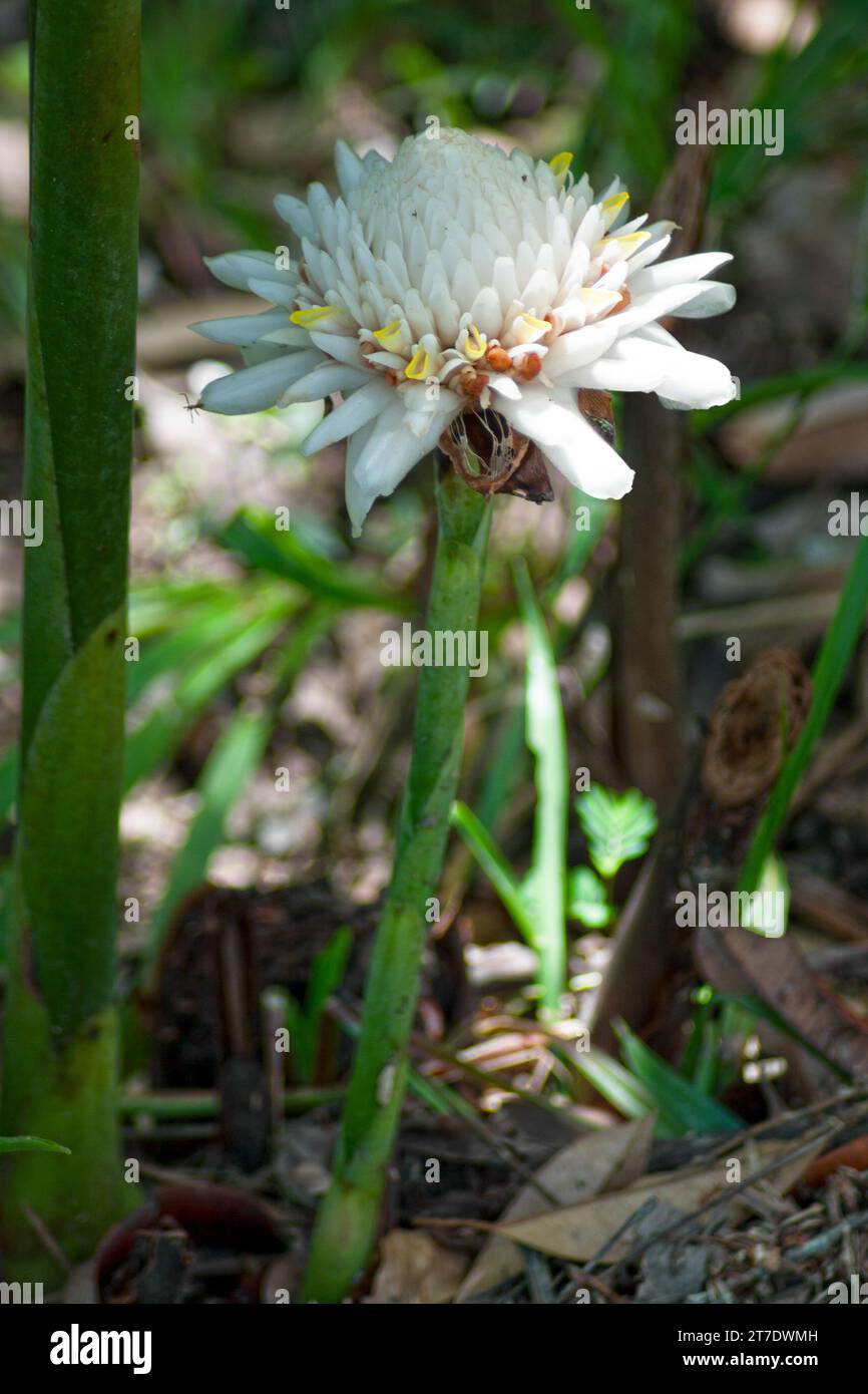 Etlingera elatior (also known as torch ginger, ginger flower, red ...