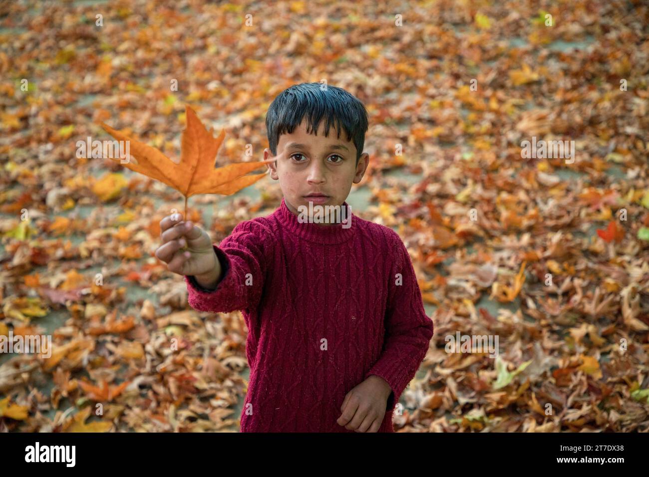 Chinar leaf hi-res stock photography and images - Alamy
