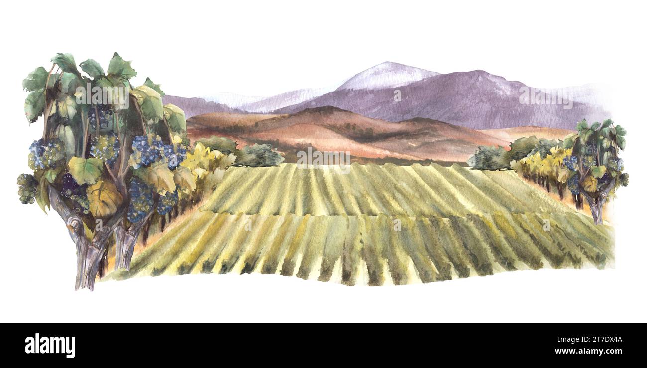 Watercolor landscape with grape fields, vineyards, bushes, trees, grape ...