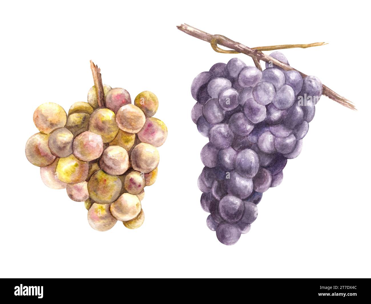Watercolor branch of green and blue black grapes. Grapevine. Hand ...