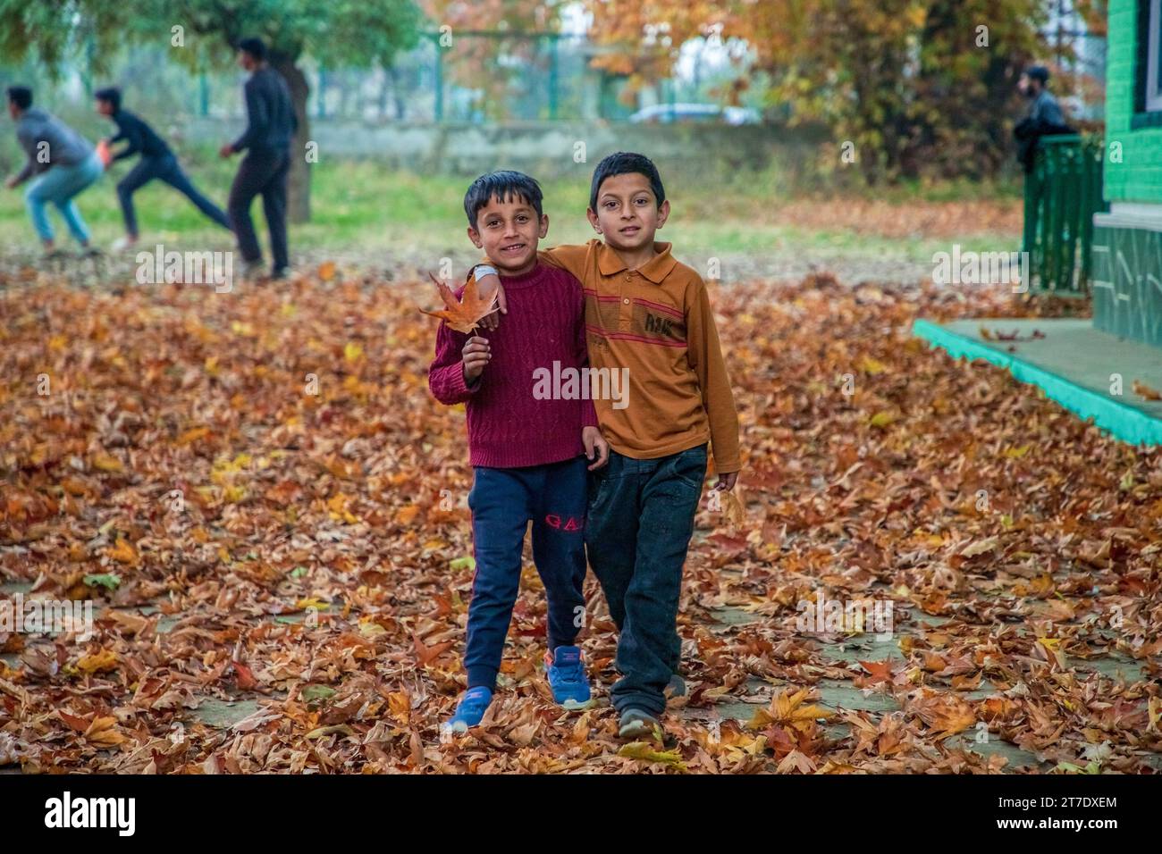 Srinagar, India. 13th Nov, 2023. Kids walk amid the pathway of fallen ...