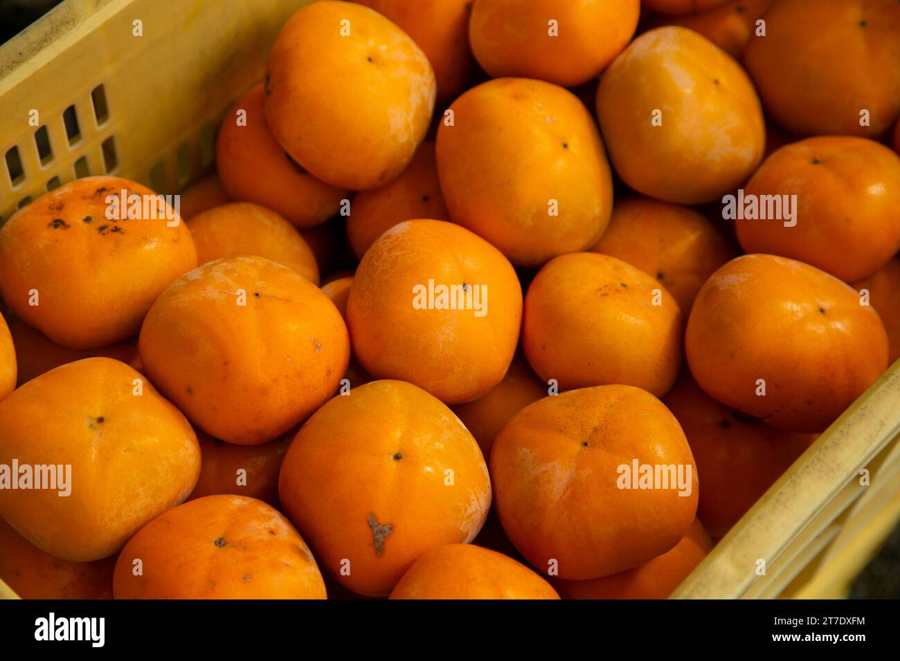 Japanese persimmon treen and fruit in the fall month at harvest time on ...
