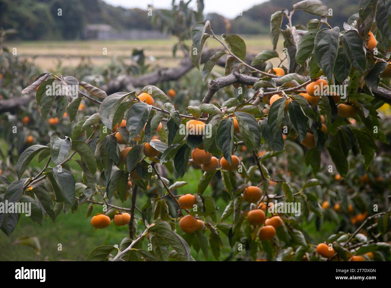 Japanese persimmon treen and fruit in the fall month at harvest time on ...
