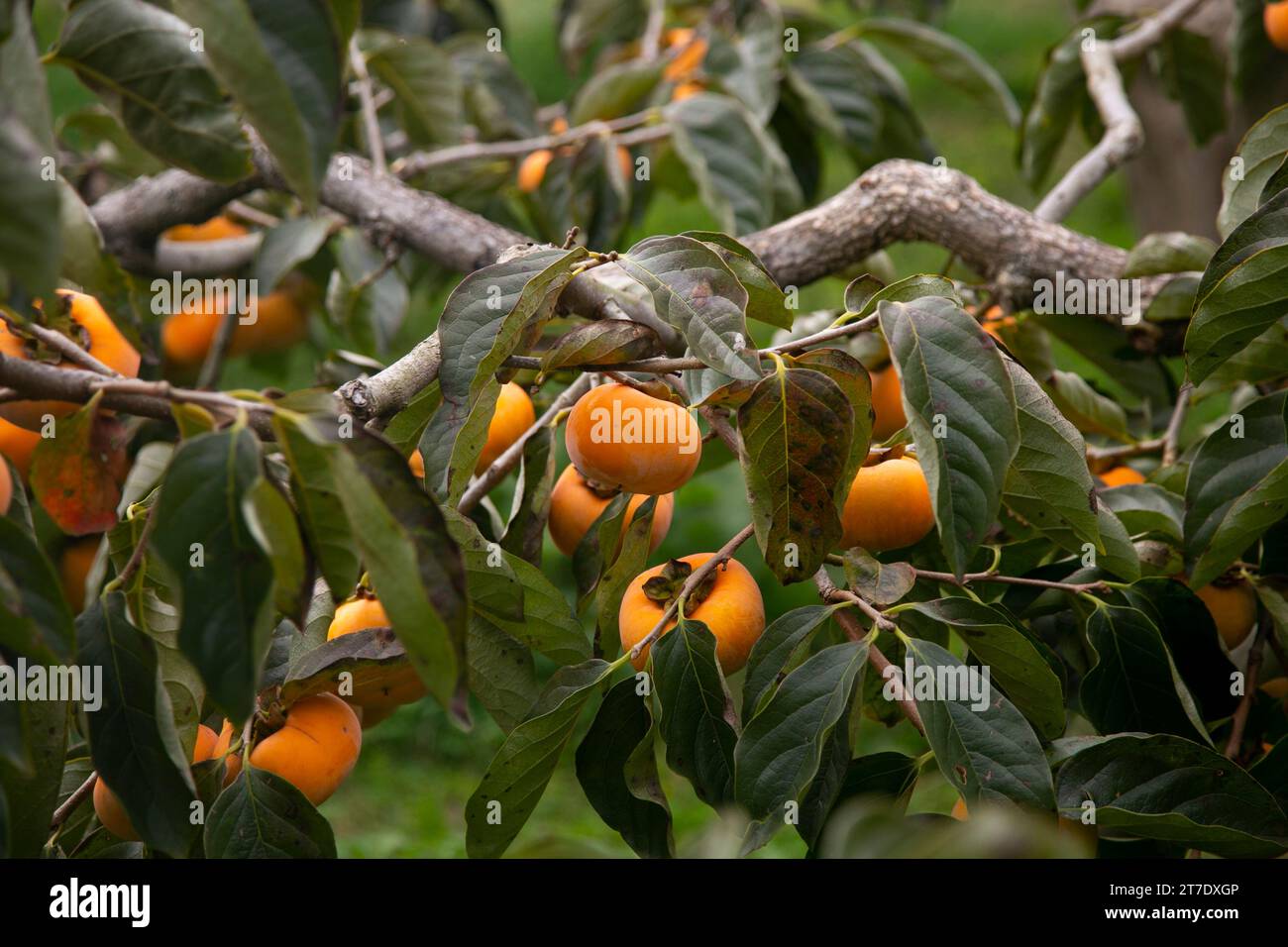 Japanese persimmon treen and fruit in the fall month at harvest time on ...