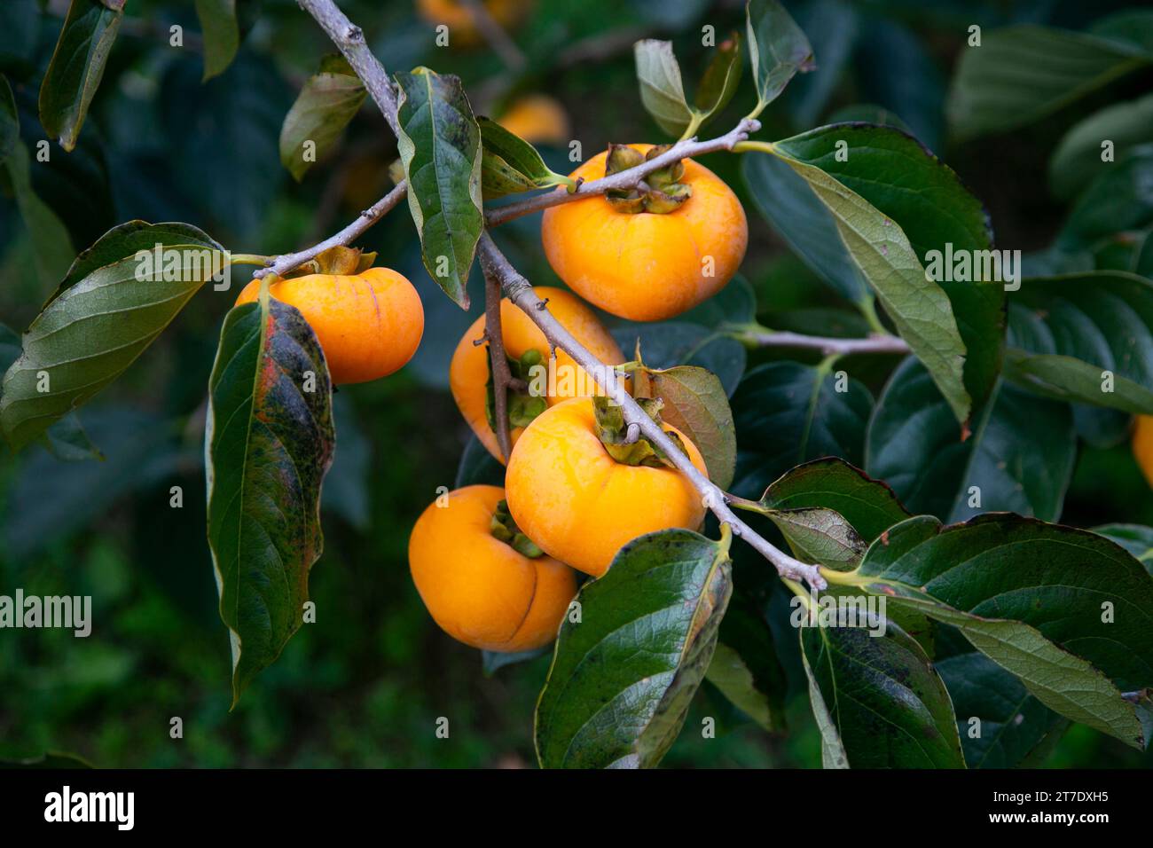Japanese persimmon treen and fruit in the fall month at harvest time on ...