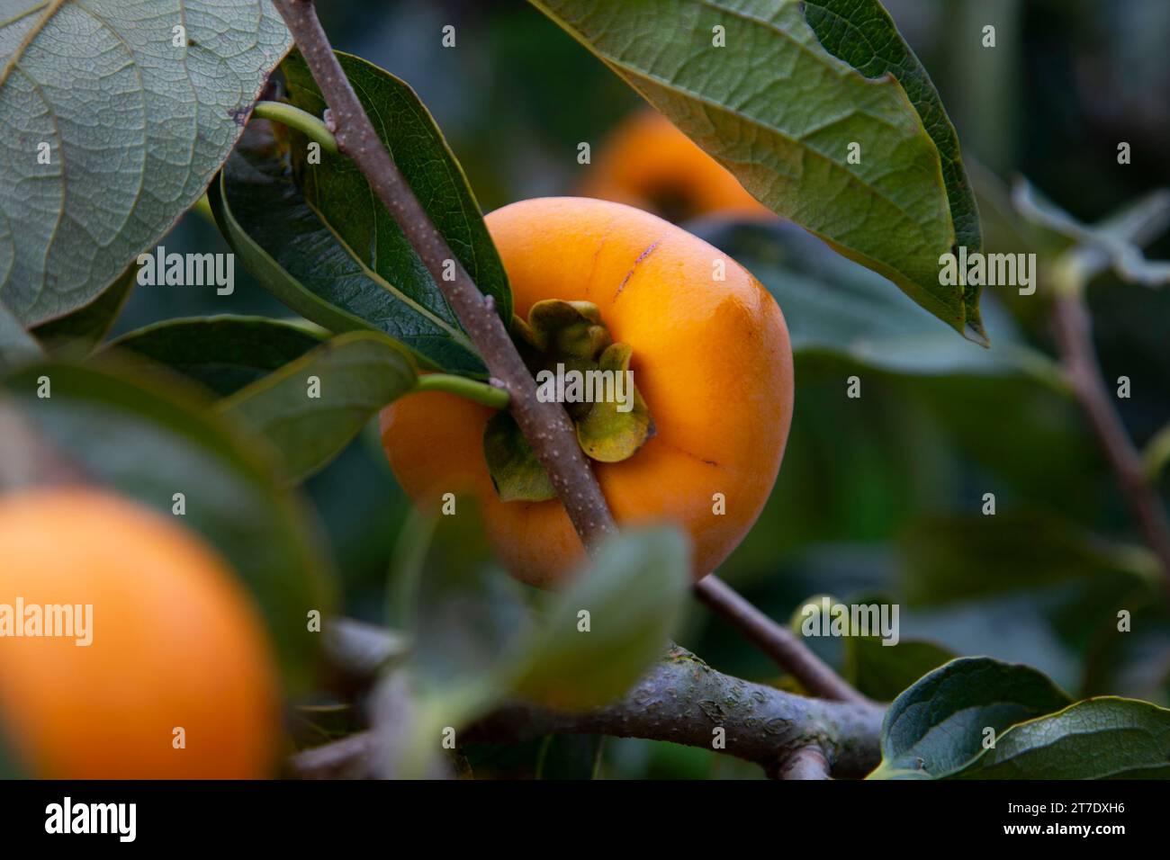 Japanese persimmon treen and fruit in the fall month at harvest time on ...